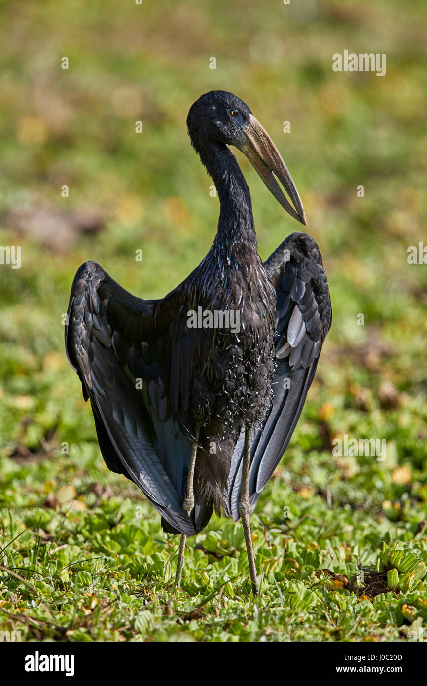 African stork hi-res stock photography and images - Alamy