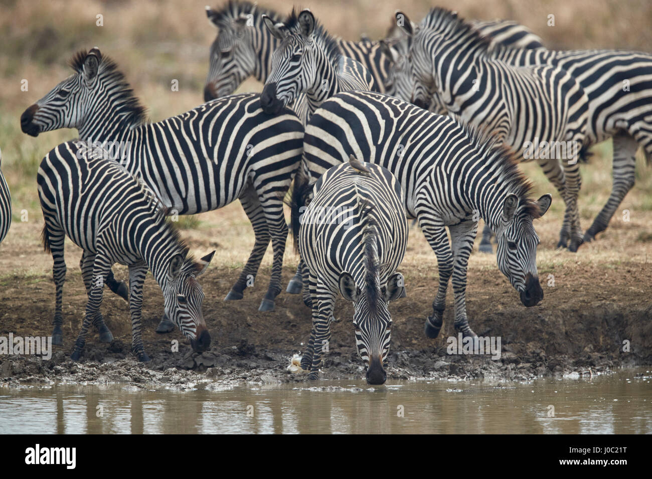 Group of common zebra (plains zebra) (Burchell's zebra) (Equus ...
