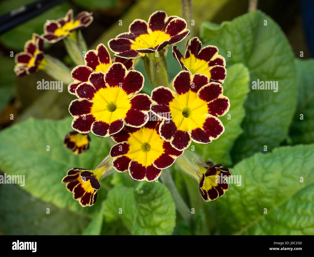 Gold lace primula hi-res stock photography and images - Alamy