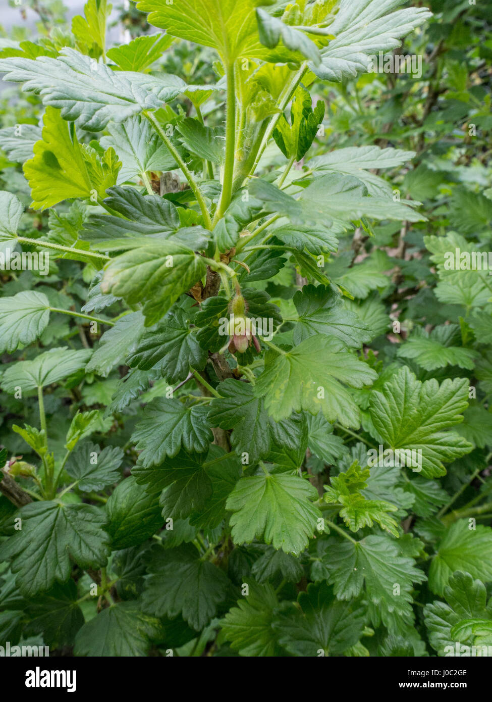 Gooseberry flower hi-res stock photography and images - Alamy