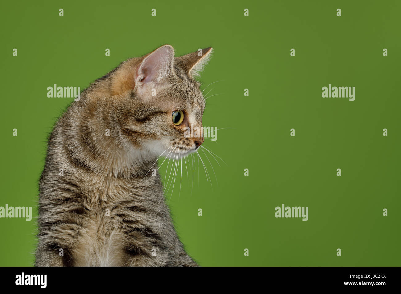 Portrait of Cat Looking at side on Green background, profile view Stock ...