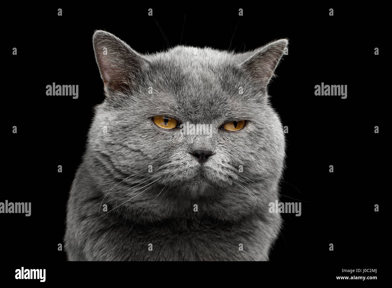 Portrait of grumpy British shorthair grey cat with big wide face on ...