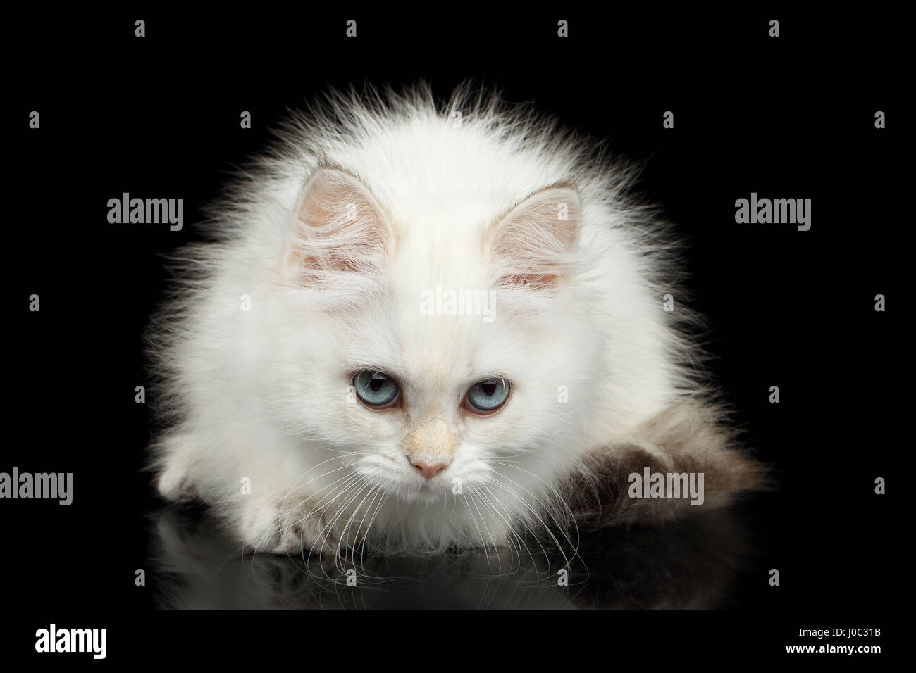 Angry British Kitten of White color Fur and Blue eyes Sitting and ...