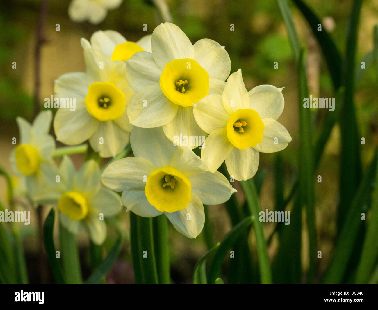 Close up of a group of Narcissus Minnow flowers Stock Photo - Alamy