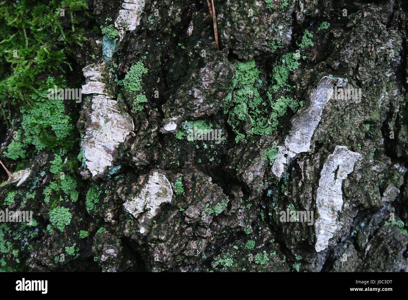 birch bark background. detail of structure with moss Stock Photo - Alamy