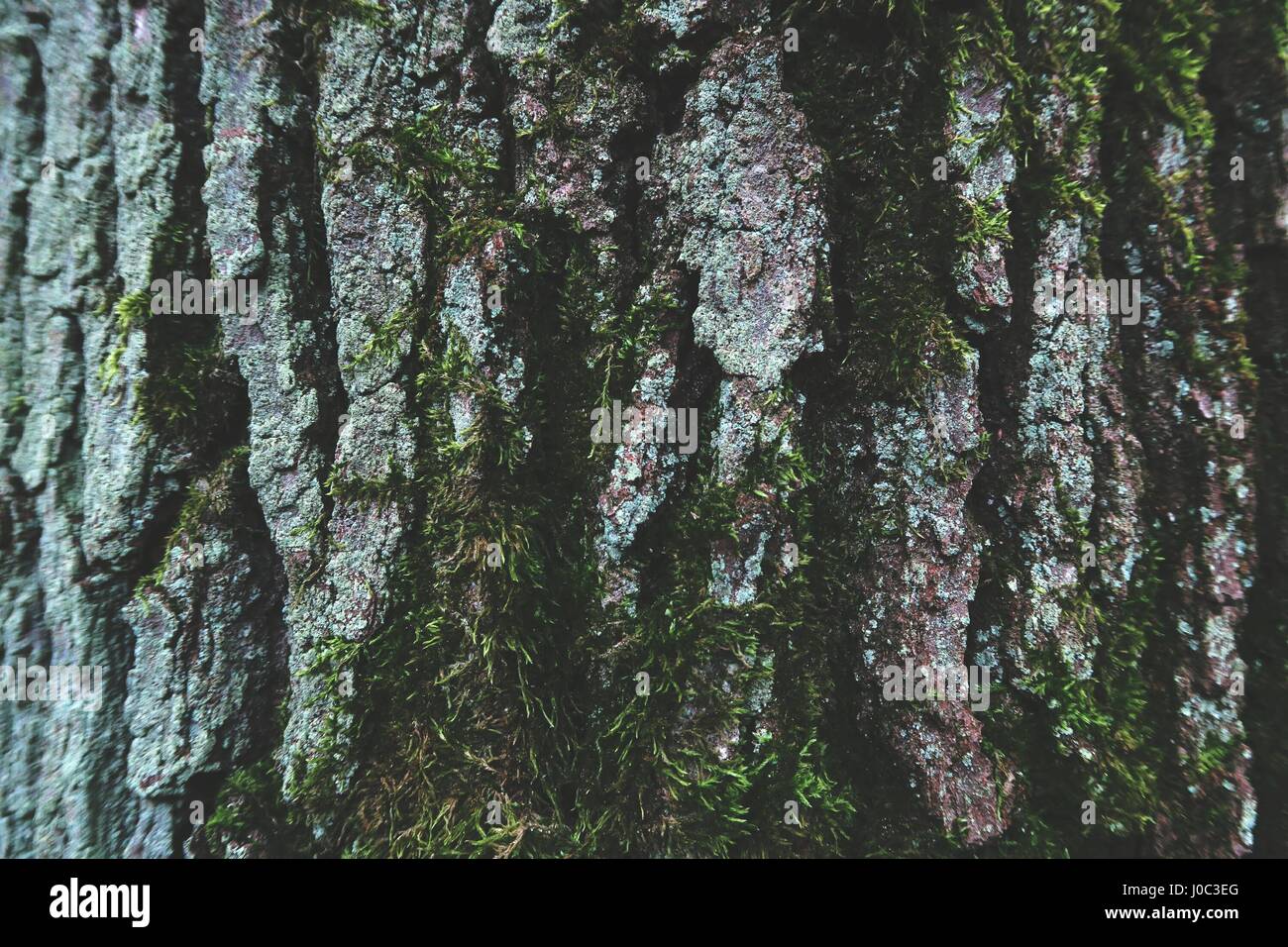 oak bark with moss plant. natural background Stock Photo - Alamy