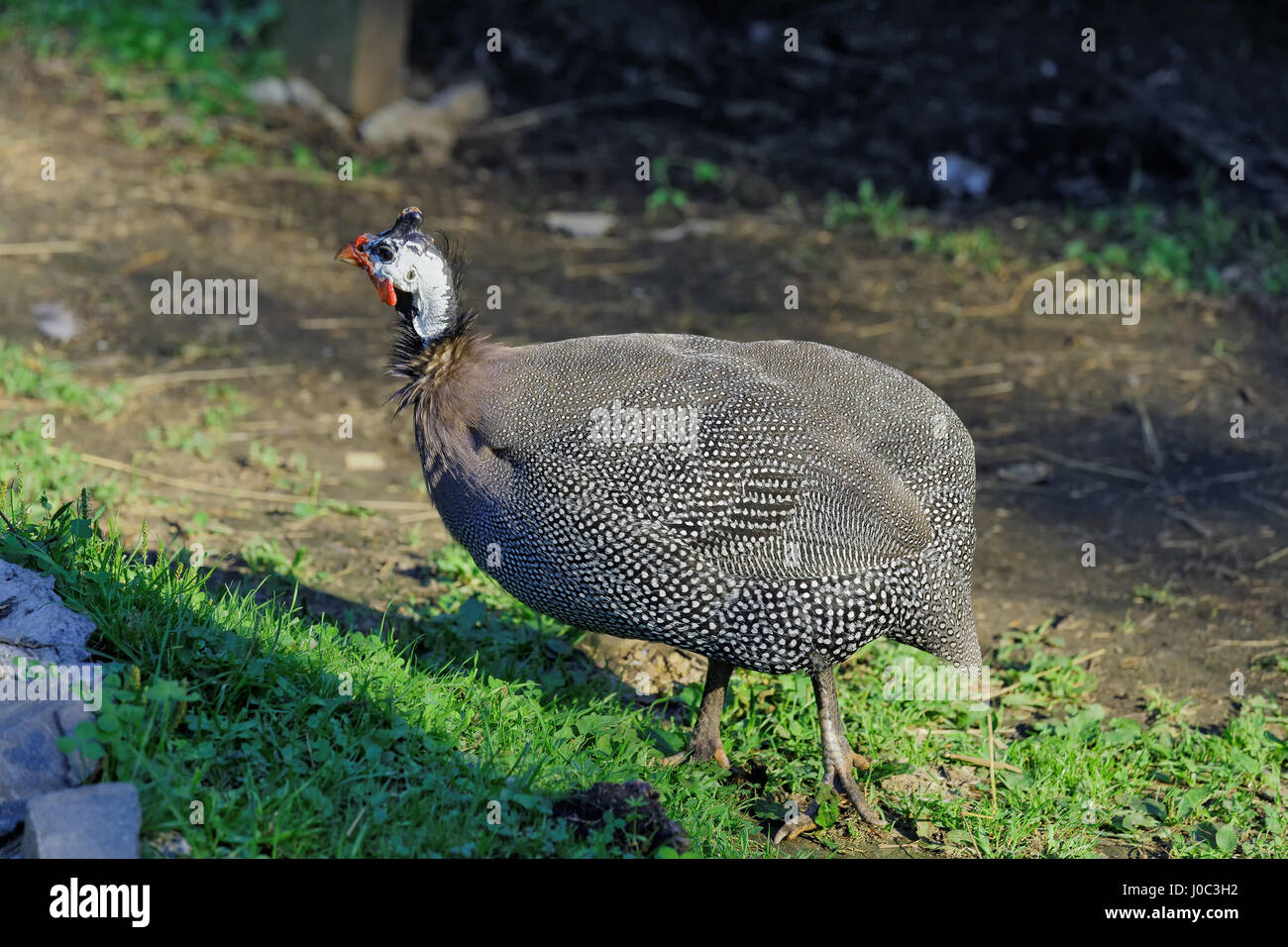 Guinea fowl and chicken hi-res stock photography and images - Alamy
