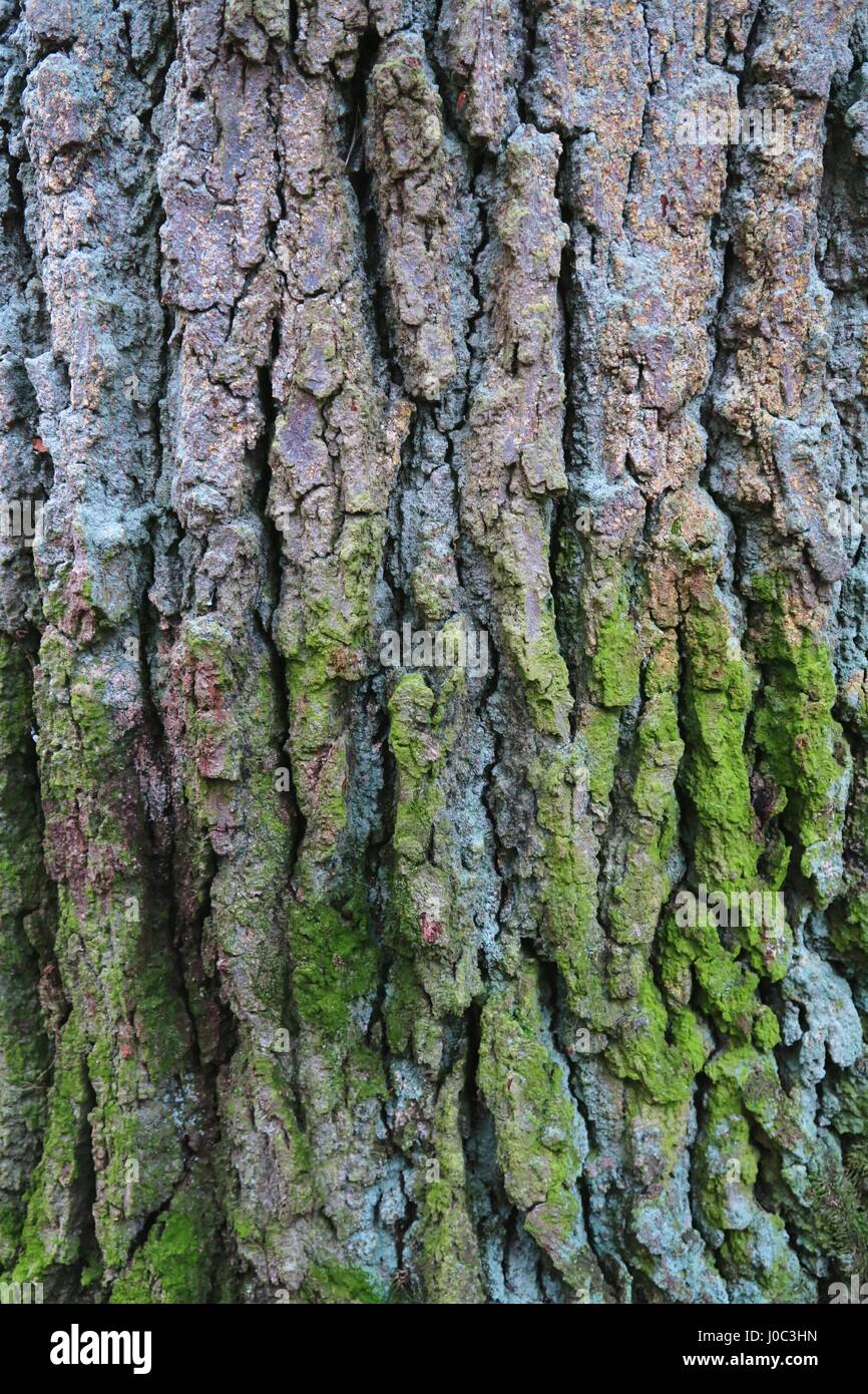 oak bark with moss plant. natural background Stock Photo - Alamy