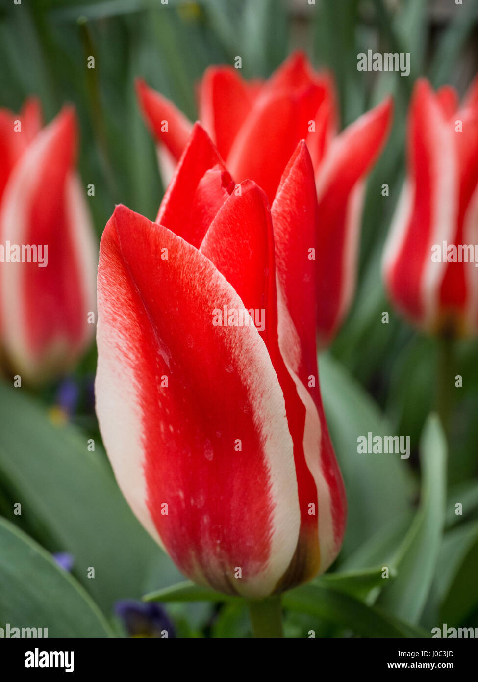 Pinocchio shape hi-res stock photography and images - Alamy