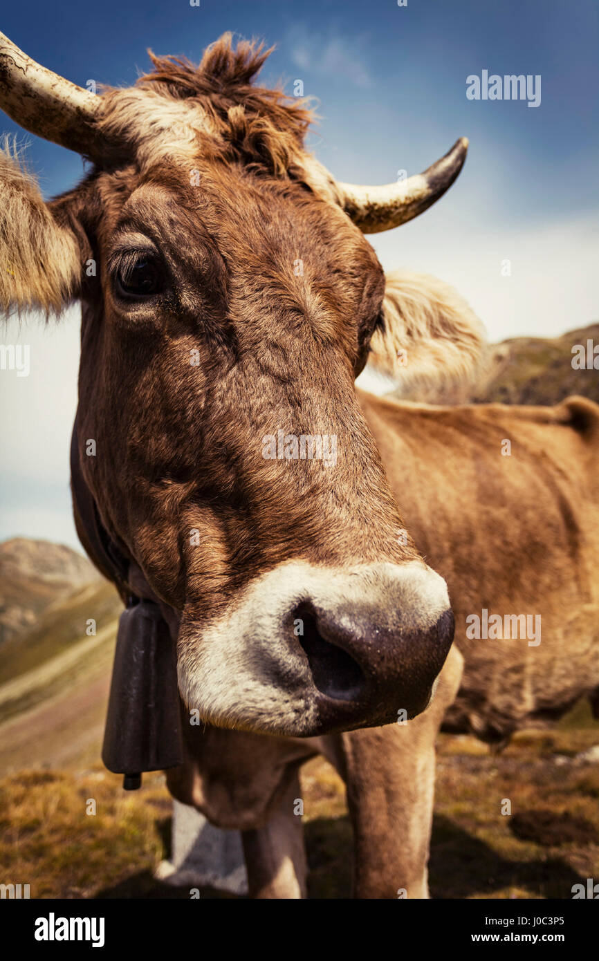 Portrait of cow looking at camera Stock Photo - Alamy