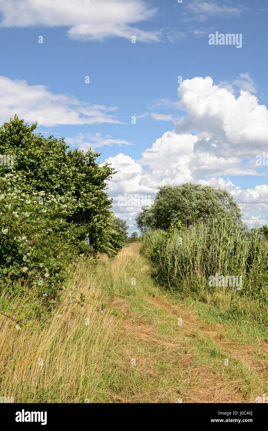 idyllic landscape of meadow path and bushes around. Hay. summer time ...