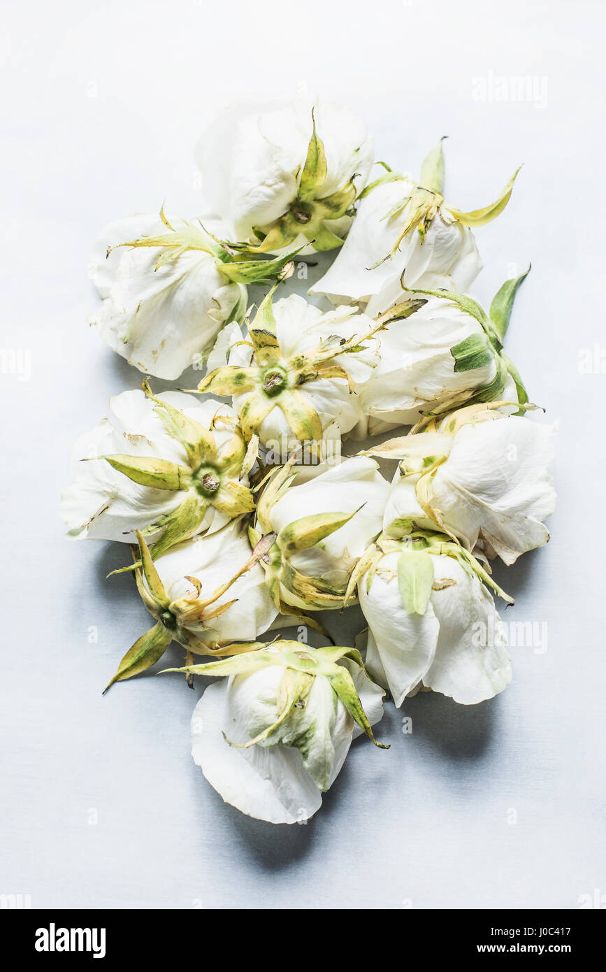 White rose heads, arranged upside-down, elevated view Stock Photo - Alamy