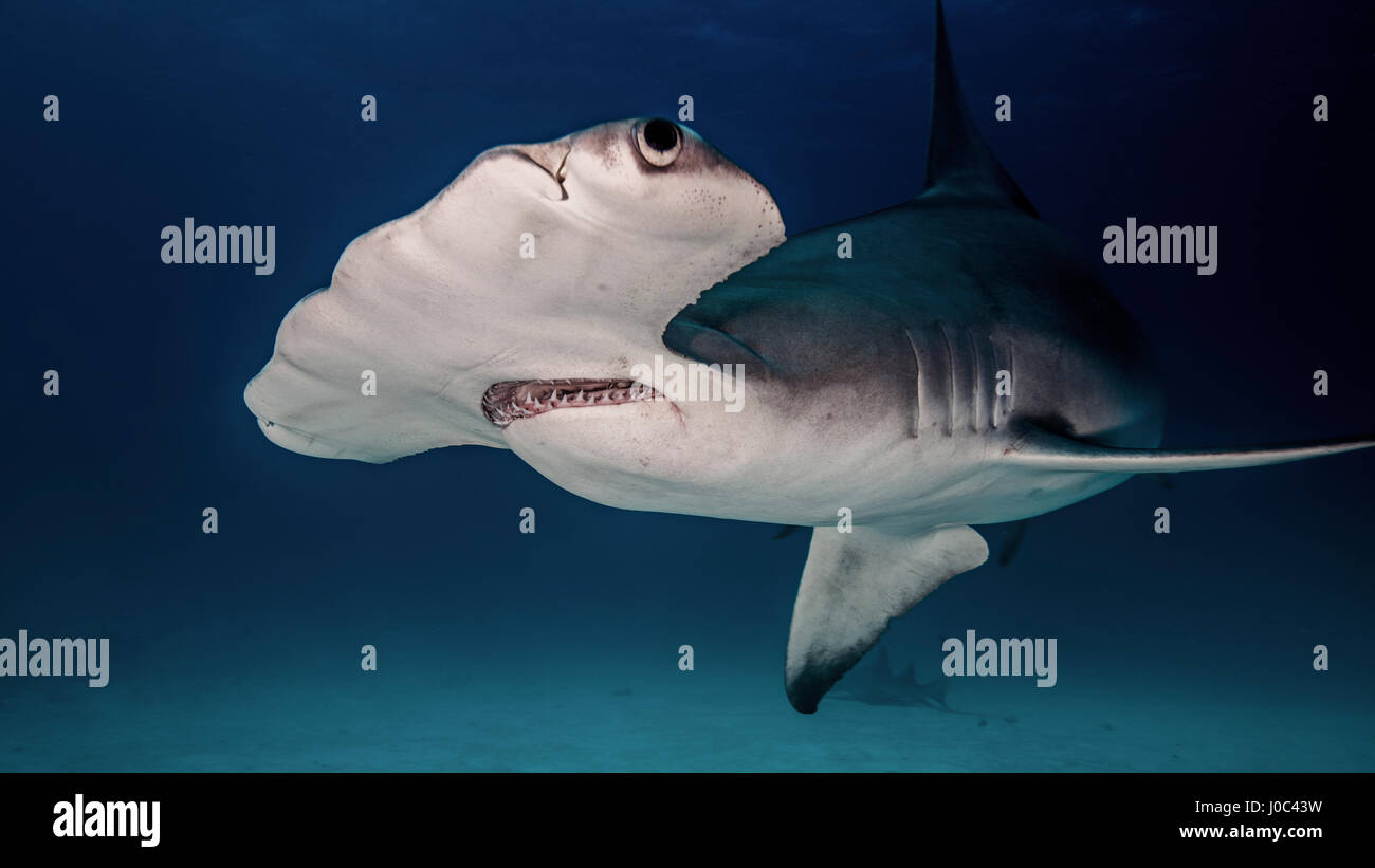 Underwater close up of hammerhead shark Stock Photo - Alamy