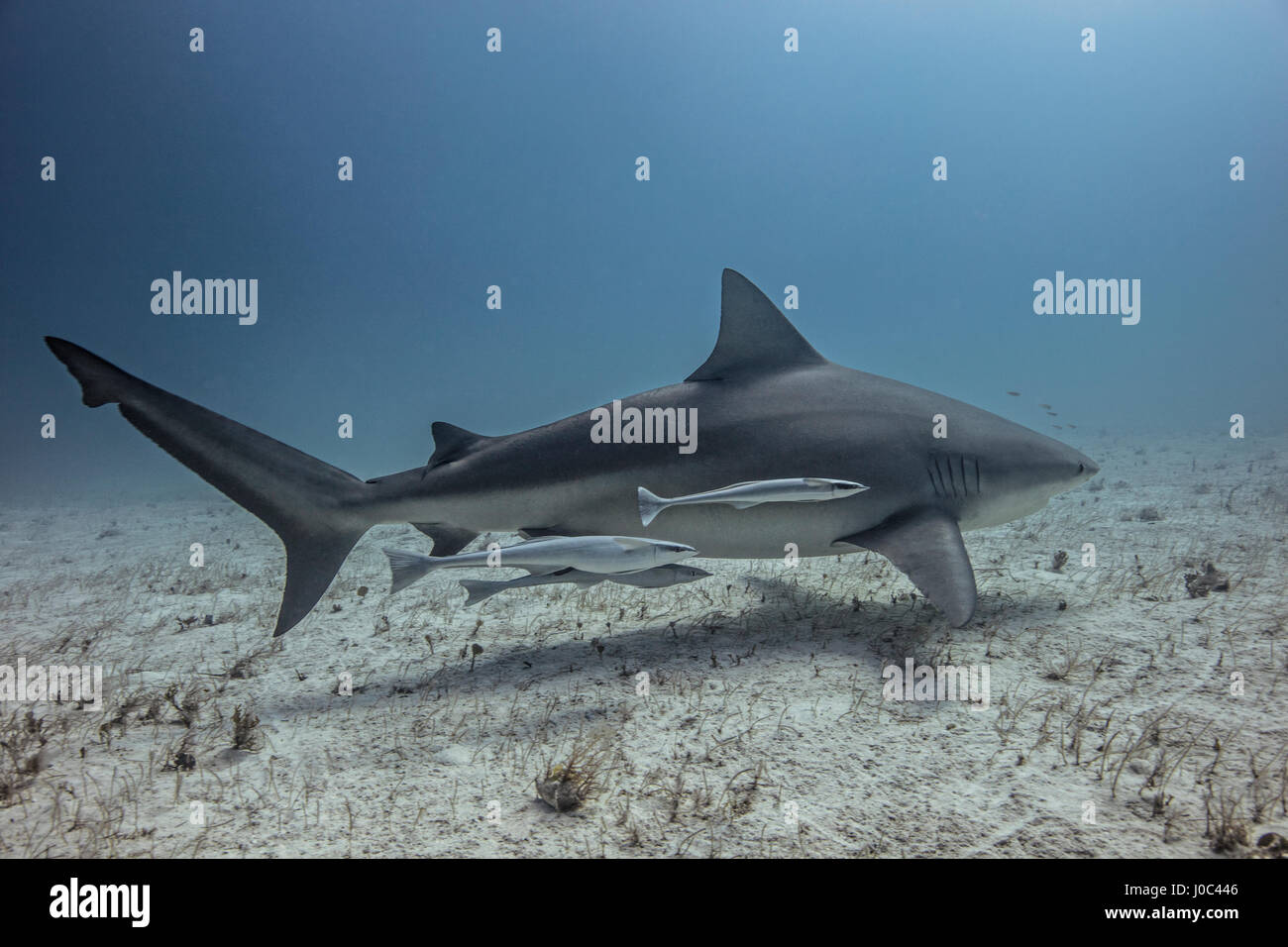 Shark side view hi-res stock photography and images - Alamy