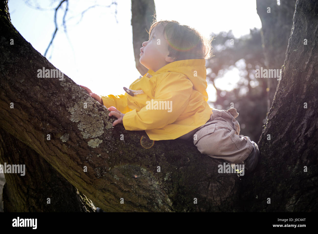 Boy climbing tree hi-res stock photography and images - Alamy
