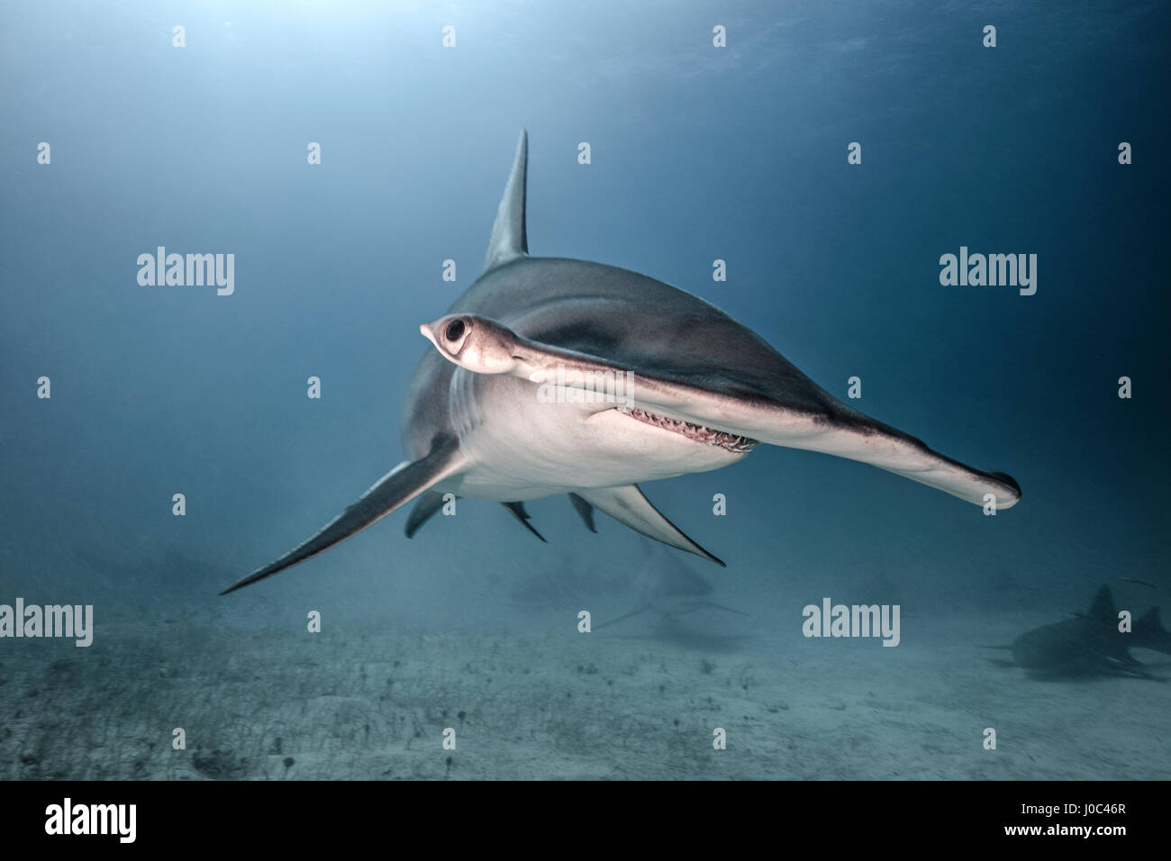 Underwater portrait of hammerhead shark Stock Photo - Alamy