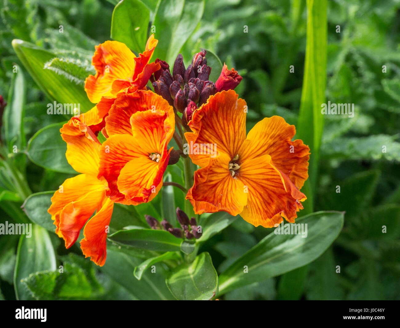 close up of the flowers of wallflower Sunset bronze shades Stock Photo ...