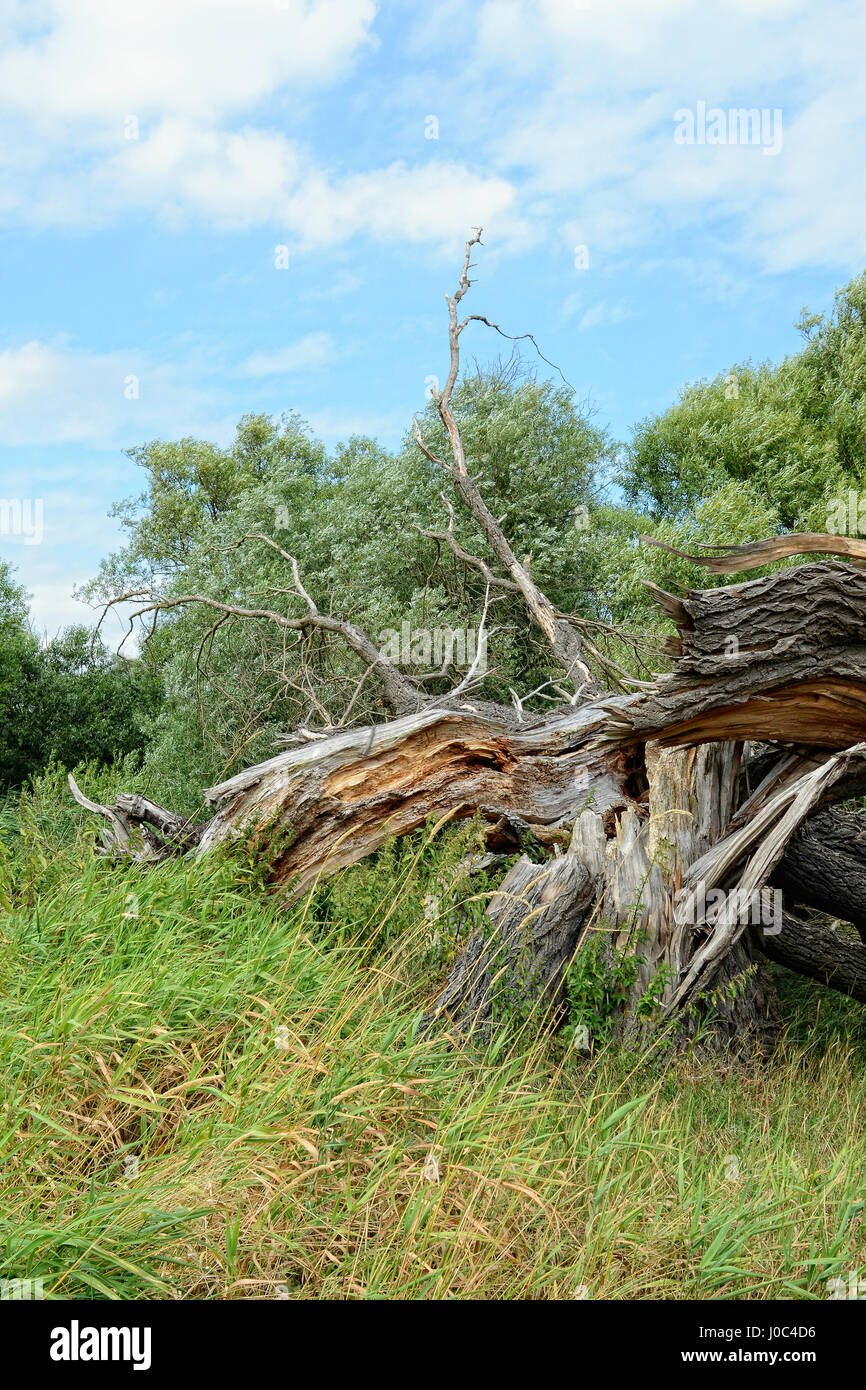 dead willow tree broken by storm. summertime Stock Photo - Alamy