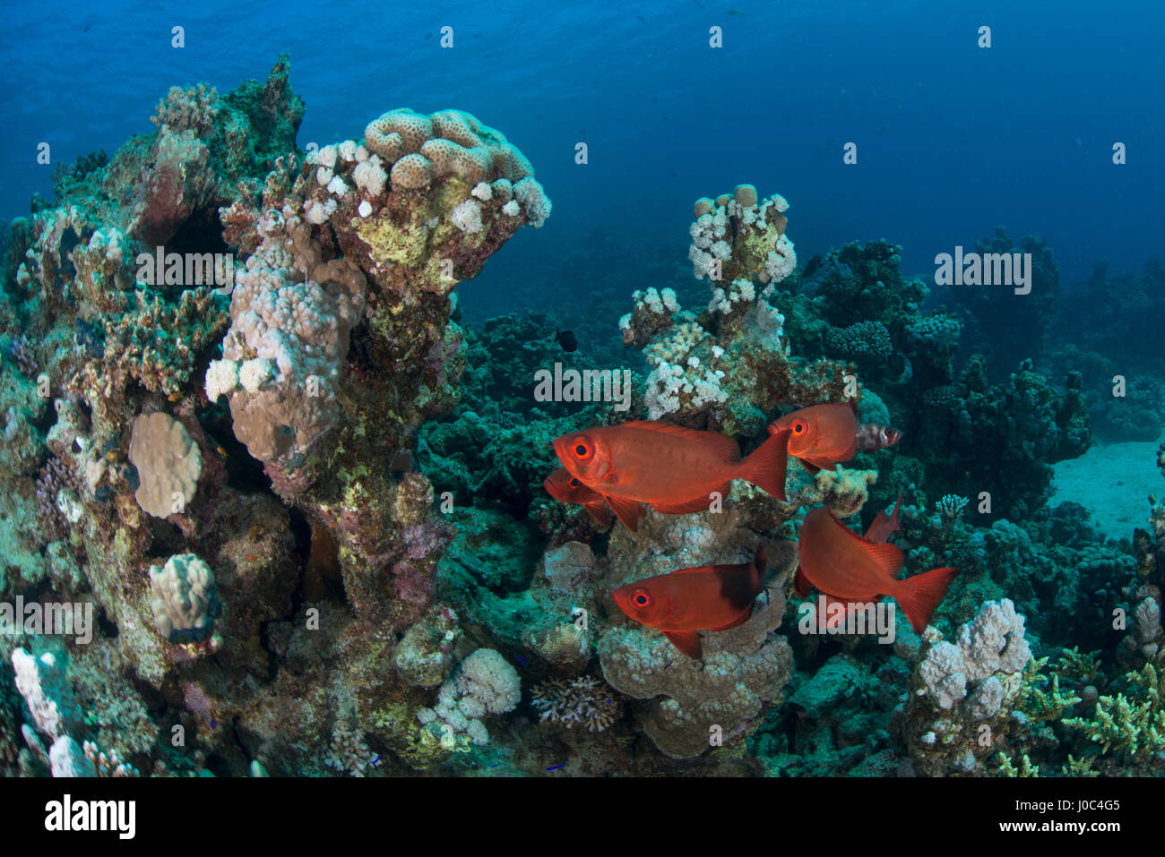 Fish by corals, Red Sea, Marsa Alam, Egypt Stock Photo - Alamy