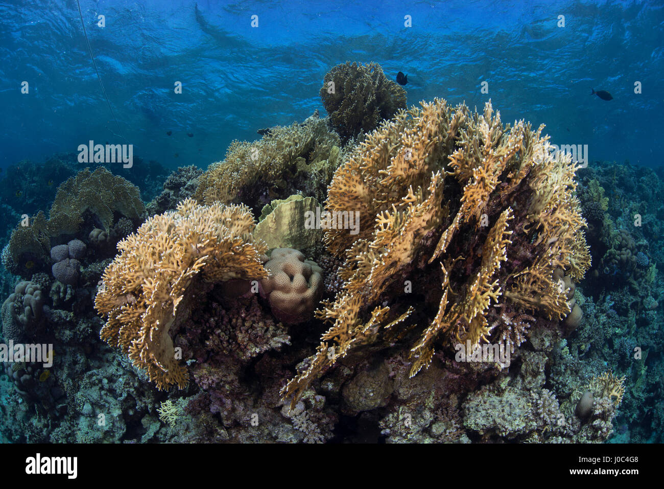 Corals, Red Sea, Marsa Alam, Egypt Stock Photo - Alamy