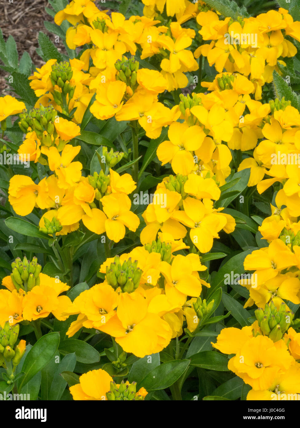 Yellow wallflower hi-res stock photography and images - Alamy