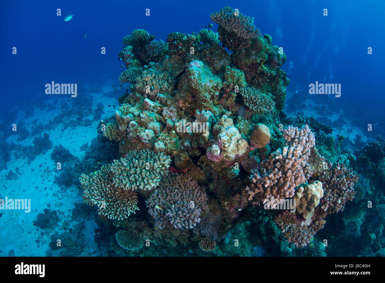 Corals, Red Sea, Marsa Alam, Egypt Stock Photo - Alamy