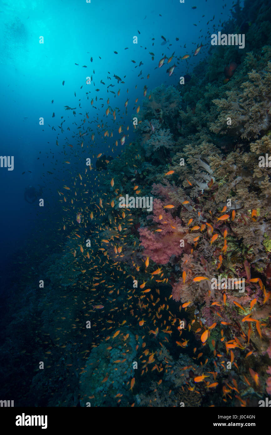 Marsa alam animals hi-res stock photography and images - Alamy