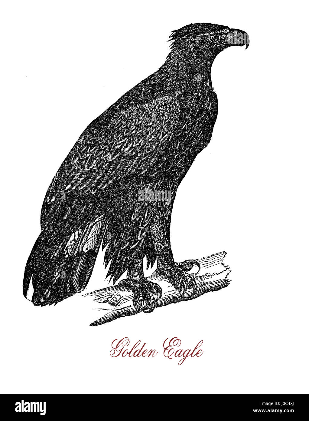 The golden eagle (Aquila chrysaetos) is one of the best-known birds of ...