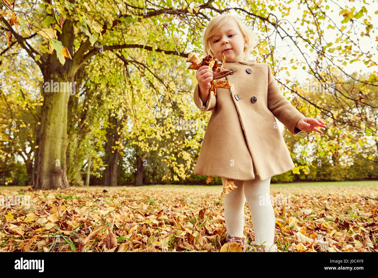 Girl picking up autumn leaves Stock Photo - Alamy