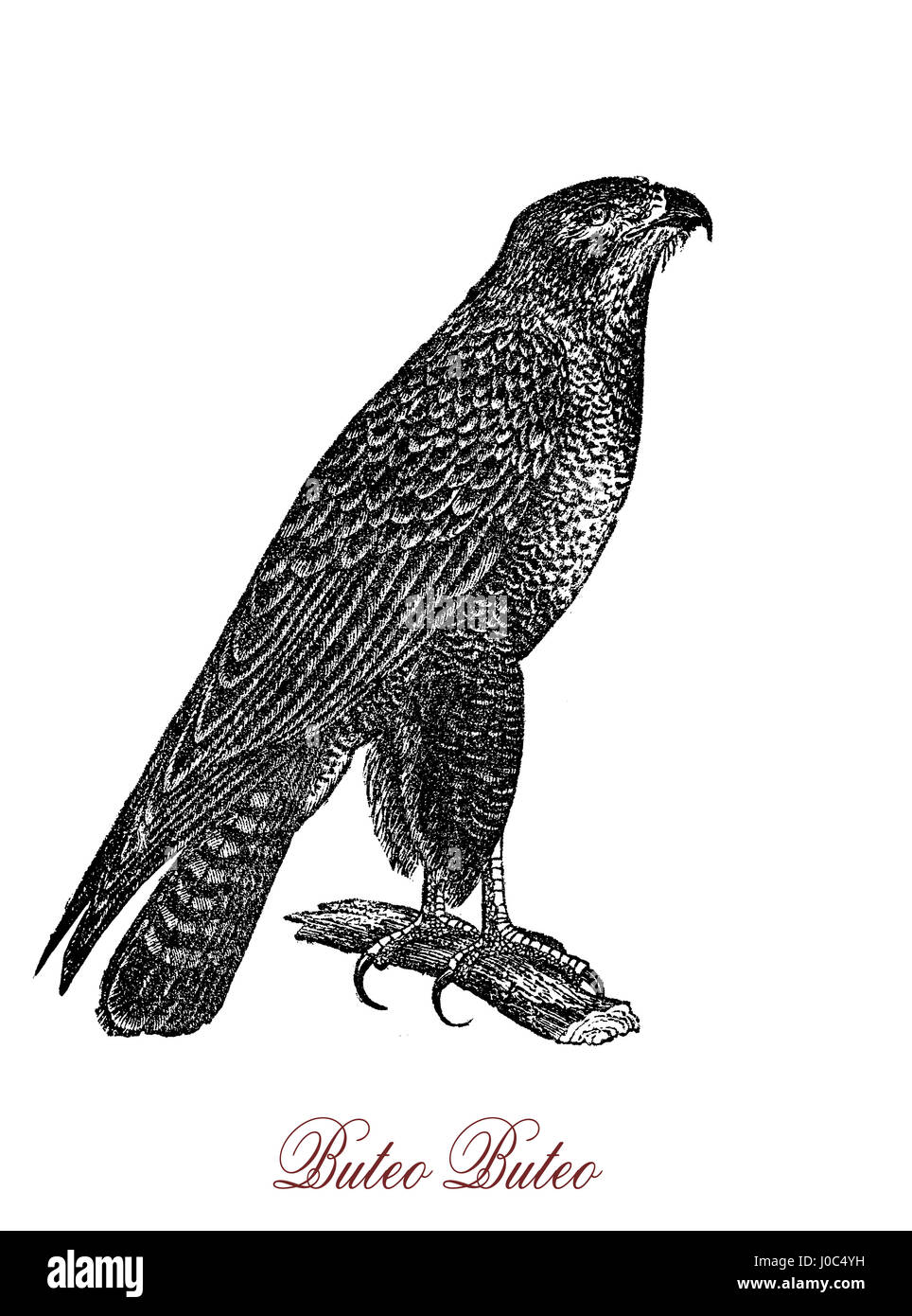 The common buzzard (Buteo buteo) is a medium-to-large bird of prey ...