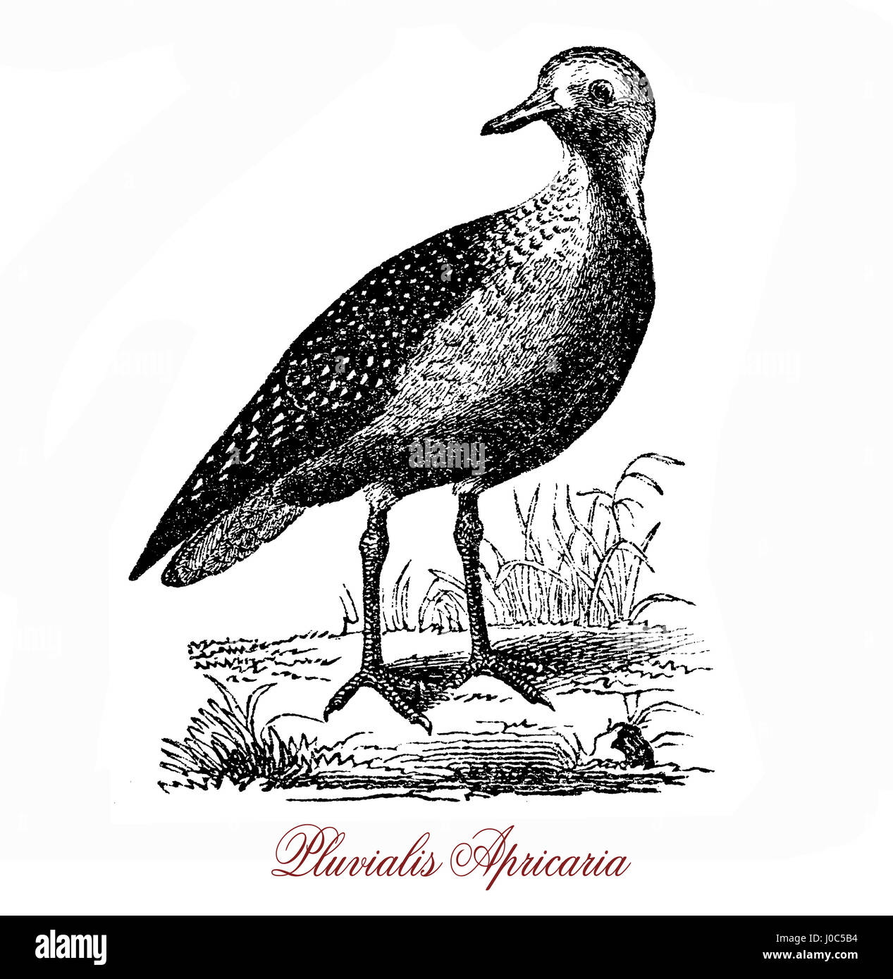 Black and white plover Cut Out Stock Images & Pictures - Alamy