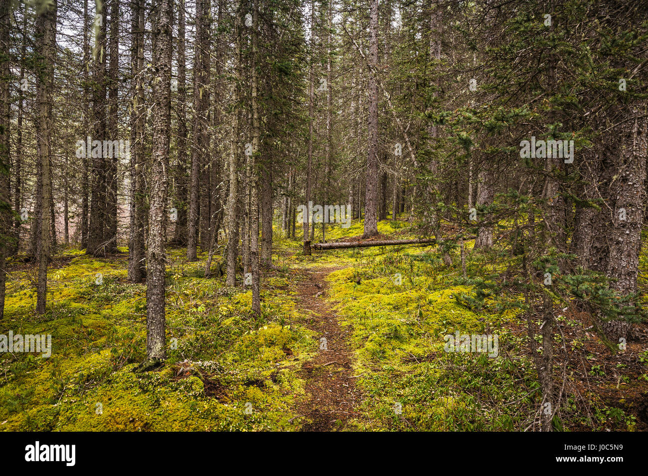 Kananaskis Country, Bow Valley Provincial Park, Kananaskis, Alberta ...