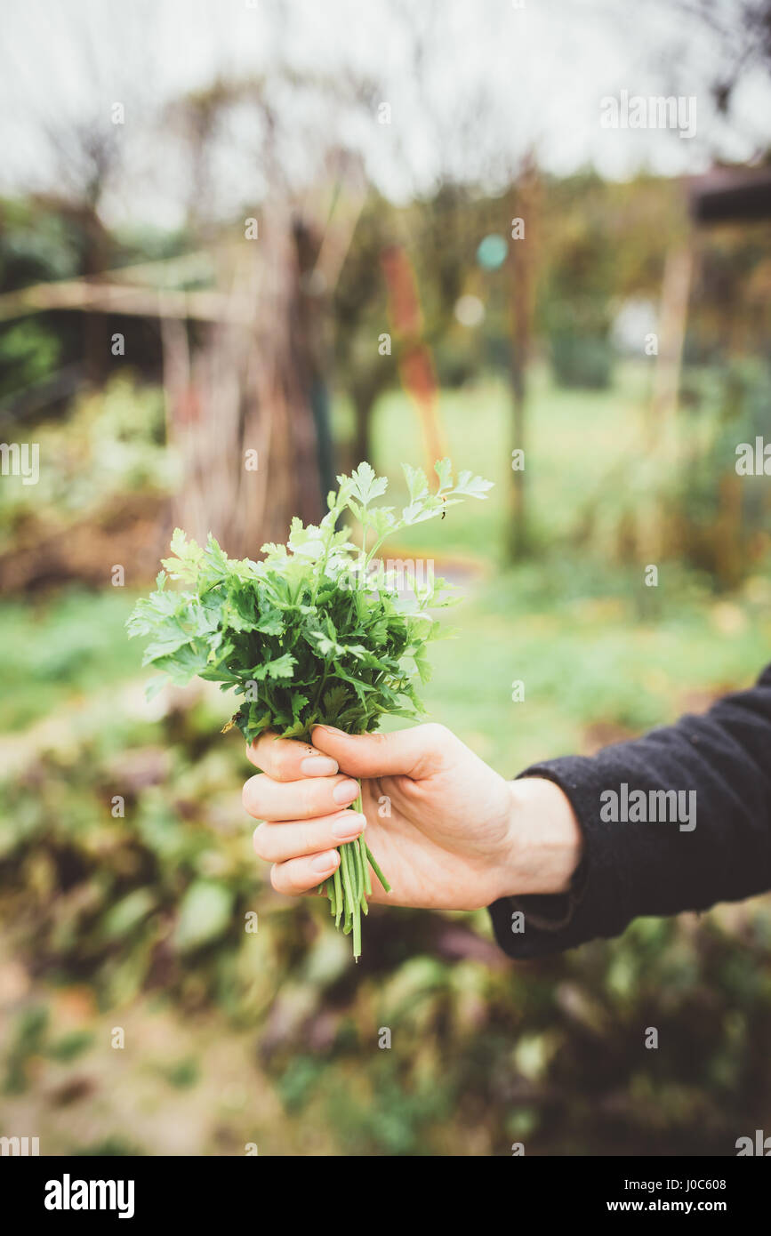 Herbs in garden hi-res stock photography and images - Alamy