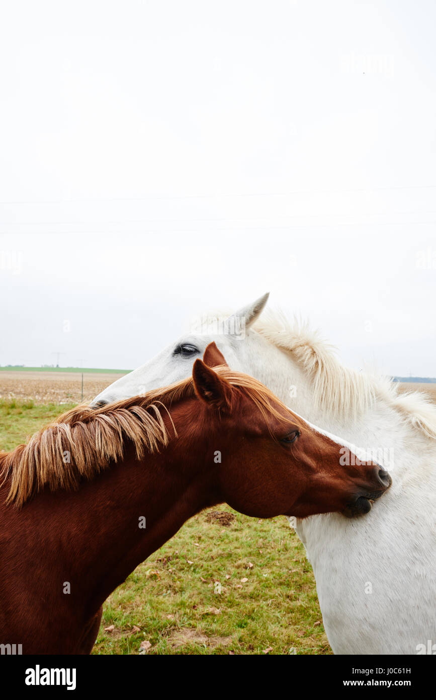 Two horses opposite each other scratching each other's neck Stock Photo ...