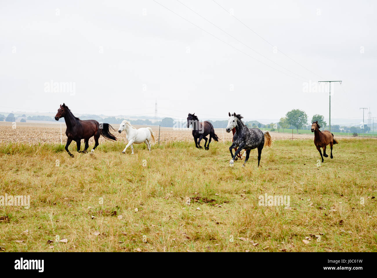 Five horses galloping across field Stock Photo - Alamy