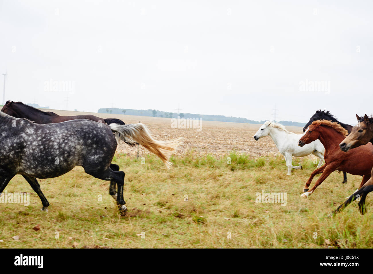 Horse Galloping Across Field High Resolution Stock Photography and ...