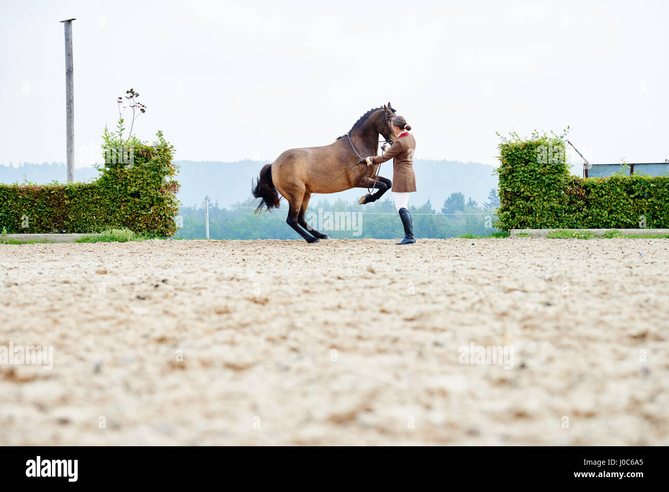 Horse on hind legs hi-res stock photography and images - Alamy