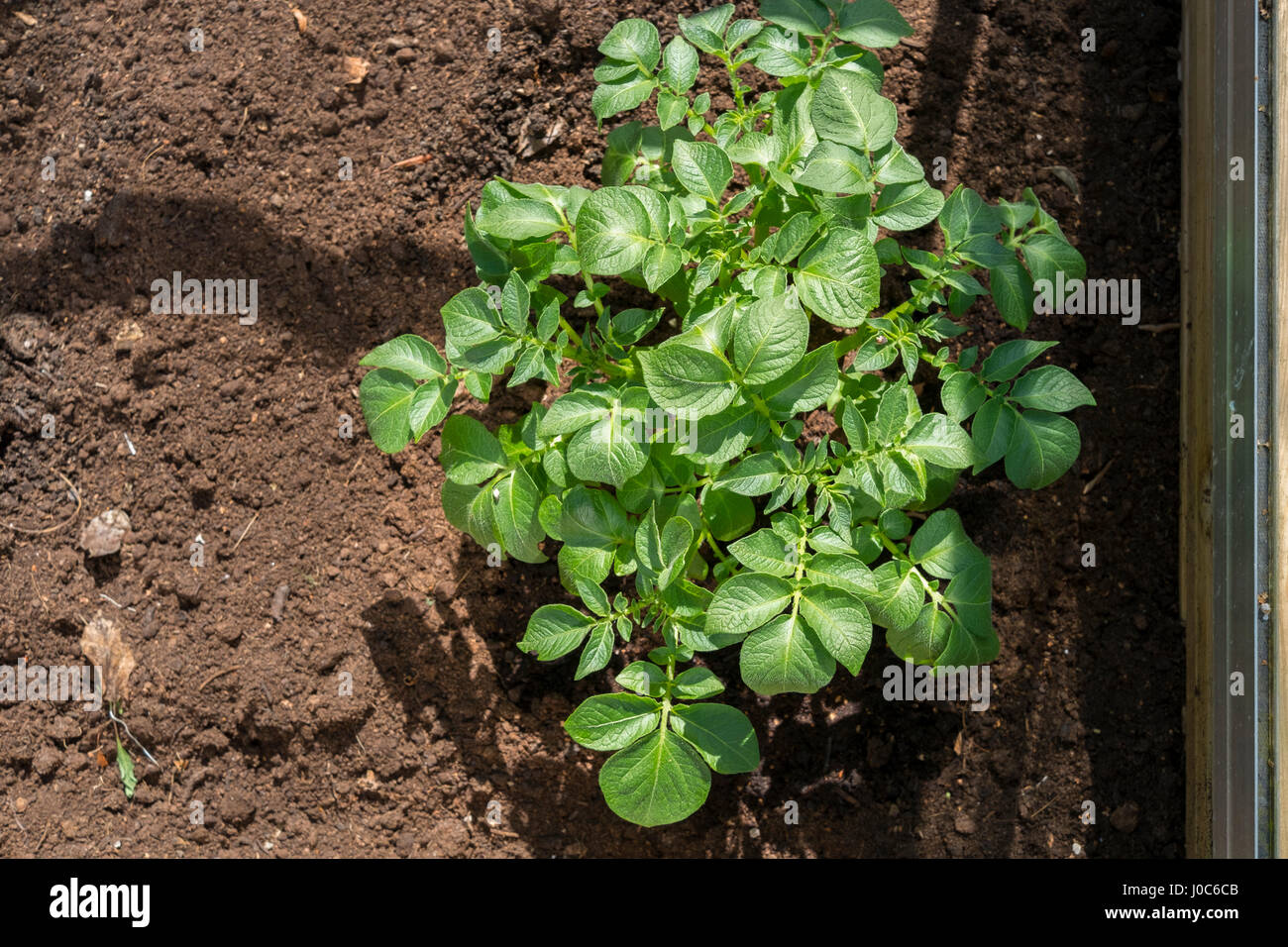 Healthy potato plant growing in a cold frame. Credit: Malcolm Park ...