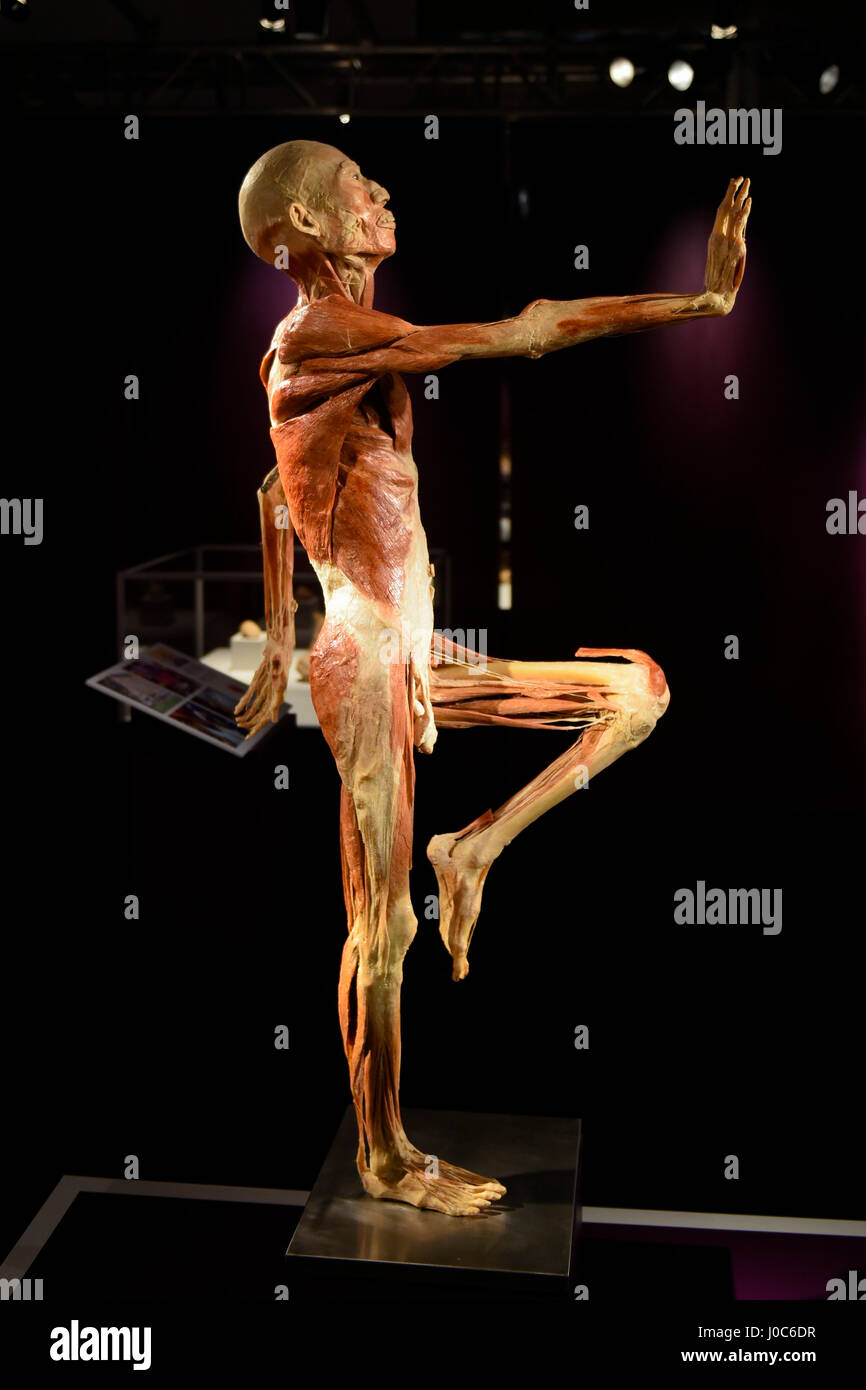 Plastination hi-res stock photography and images - Alamy