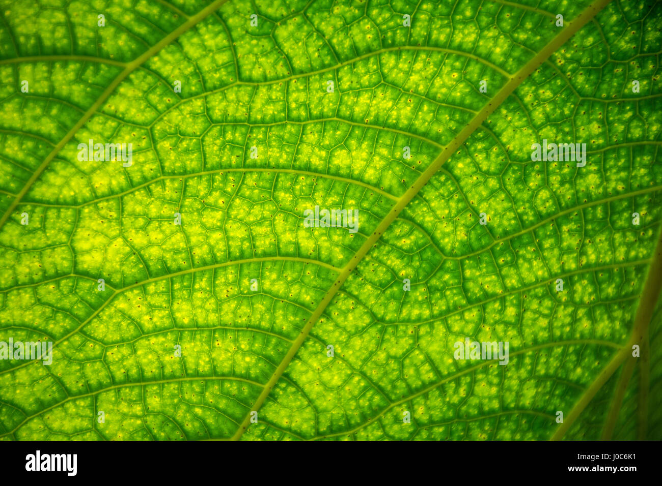 Structure of a leaf Stock Photo - Alamy