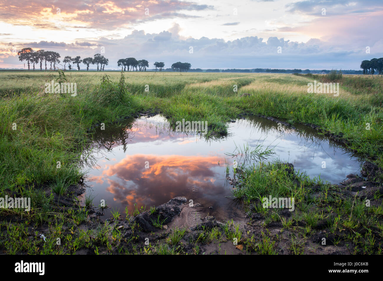 A typical dutch scene of the countryside. Farmland with a field of ...