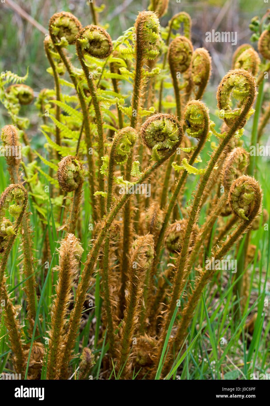 Close-up Ferns, Ireland Stock Photo - Alamy