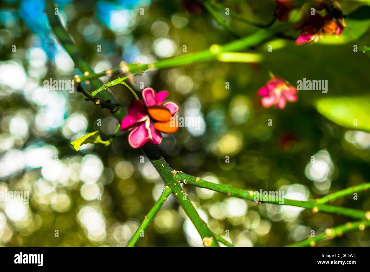 Birth of life hi-res stock photography and images - Alamy