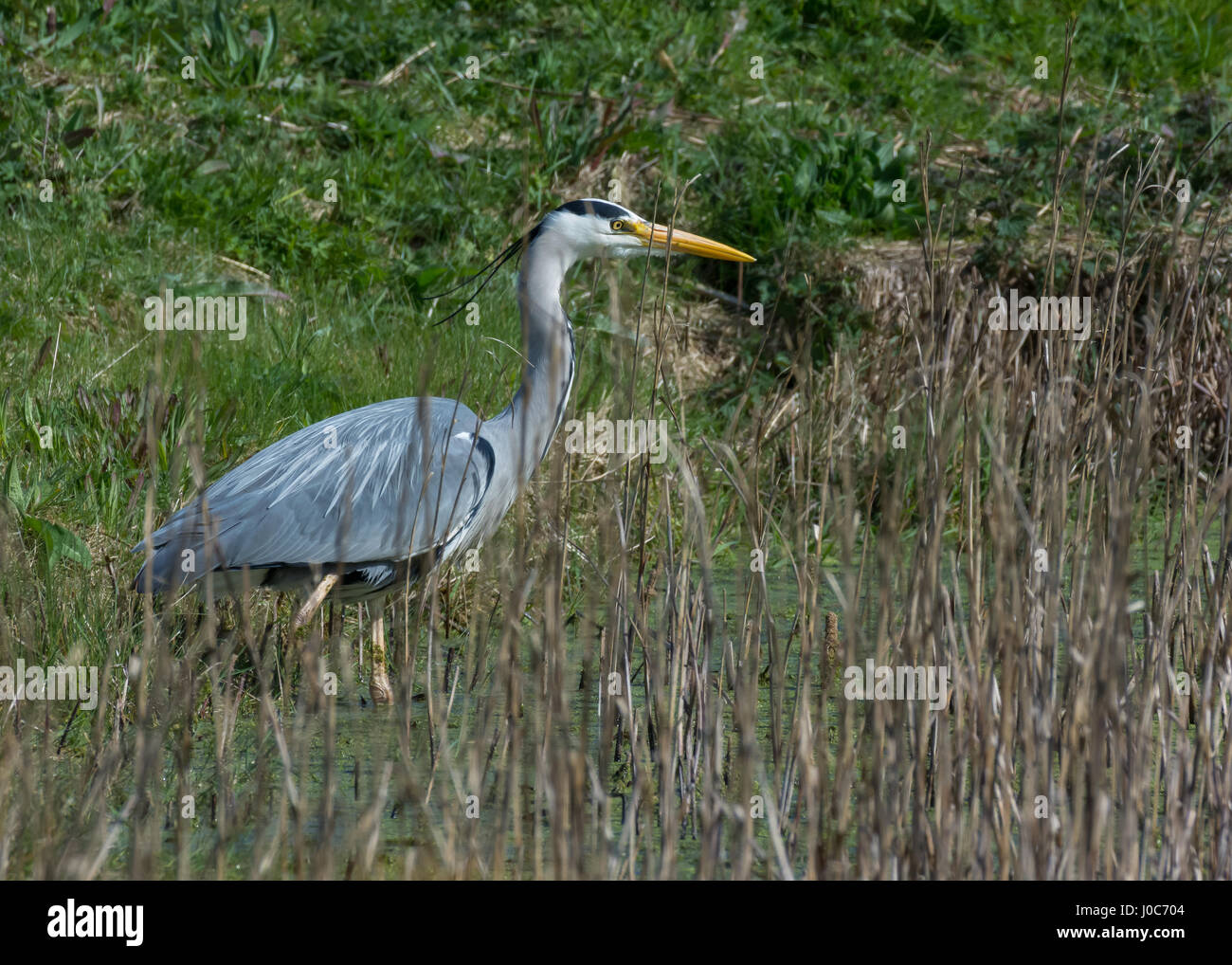 Grey Heron fishing in a reed bed Stock Photo - Alamy
