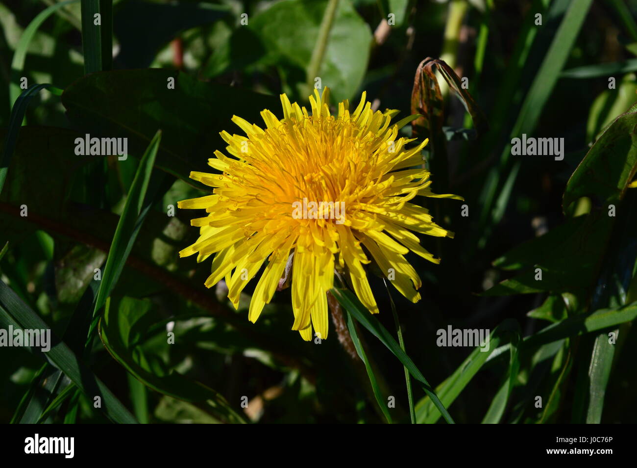Dandelion seed pods hi-res stock photography and images - Alamy