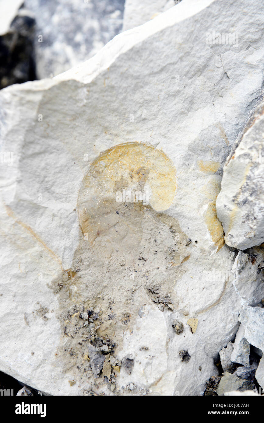 Collecting ammonite fossil in limestone rock Stock Photo - Alamy