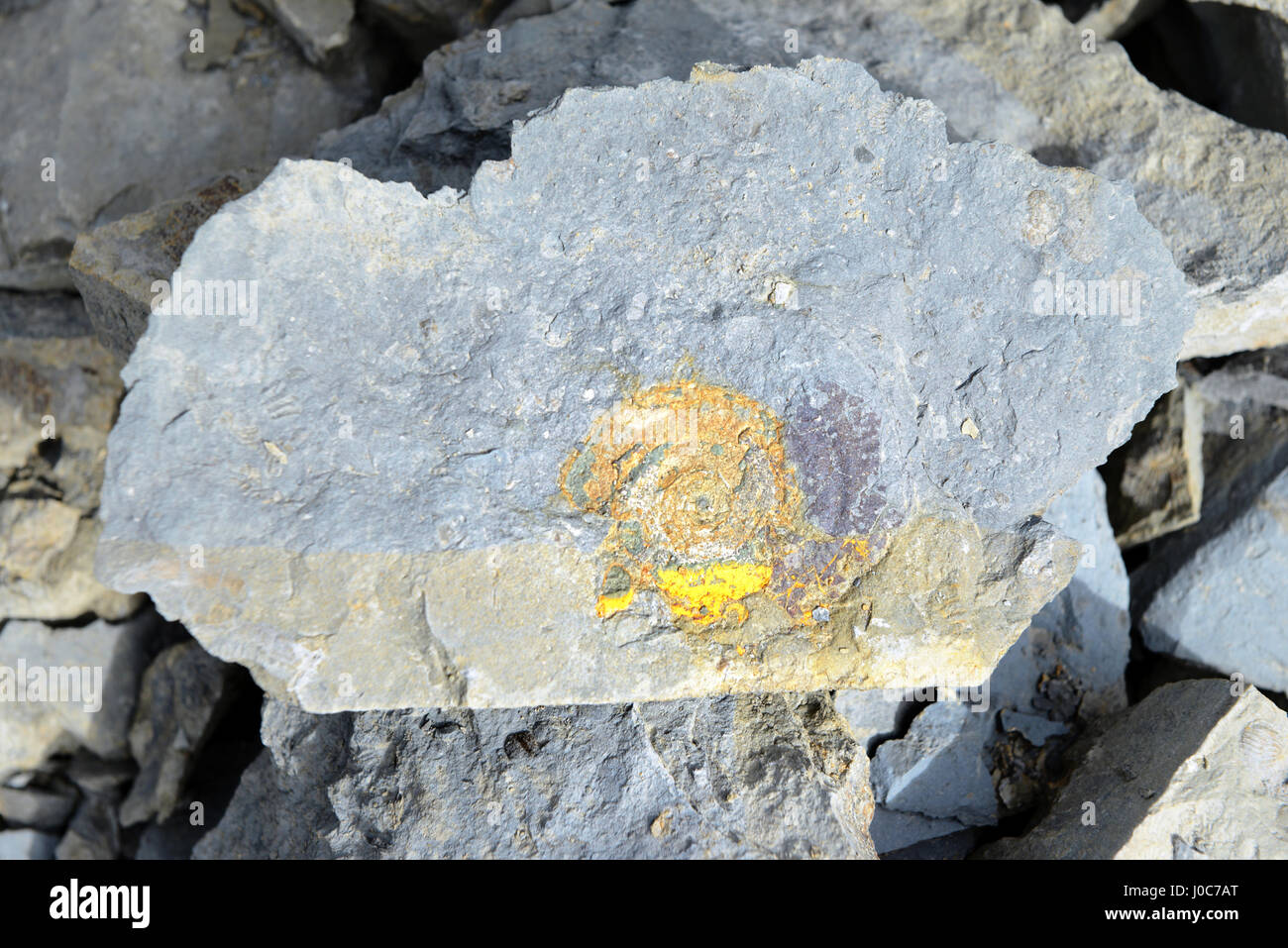 Collecting ammonite fossil in limestone rock Stock Photo - Alamy
