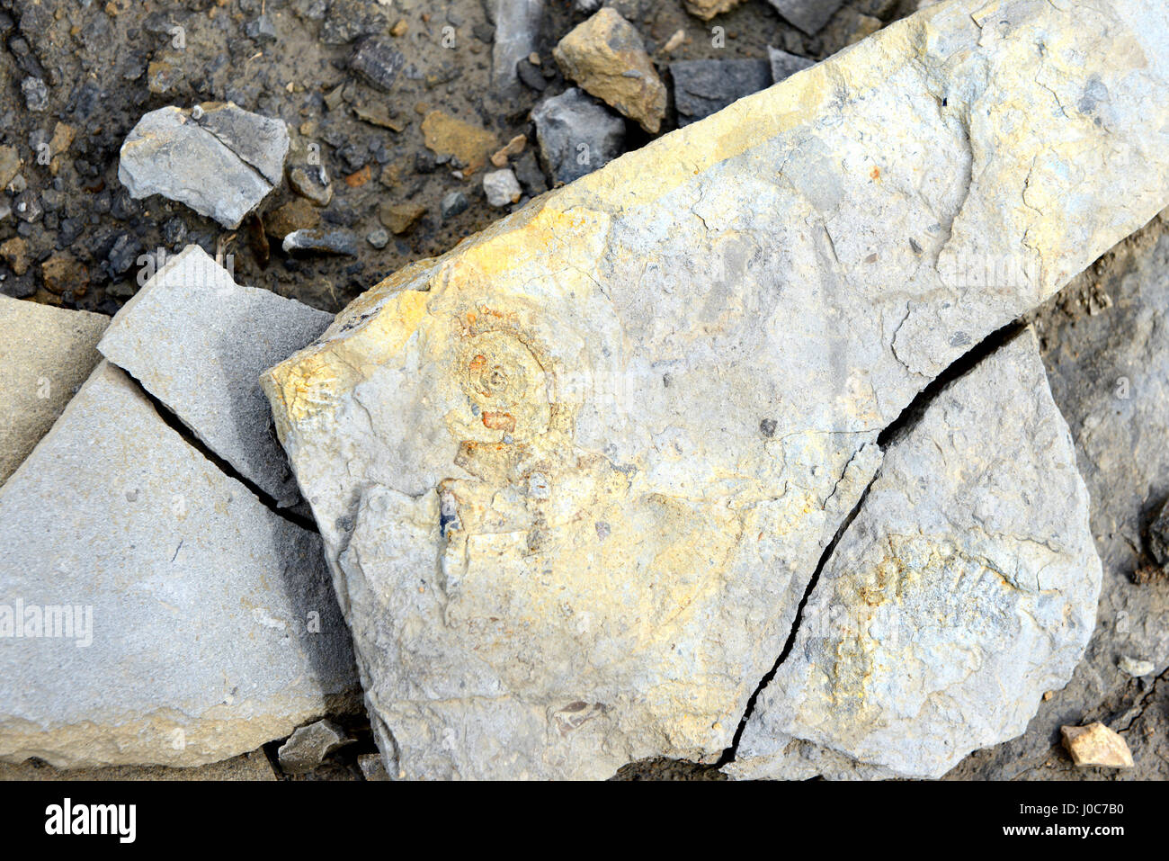 Collecting ammonite fossil in limestone rock Stock Photo - Alamy