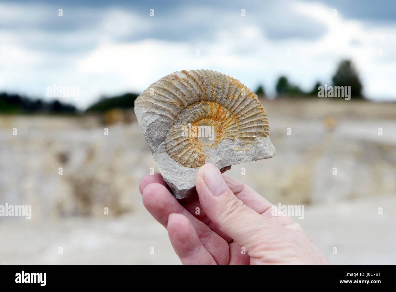 Collecting ammonite fossil in limestone rock Stock Photo - Alamy