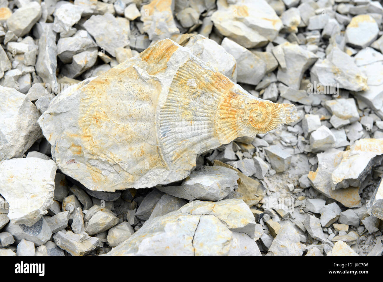 Collecting ammonite fossil in limestone rock Stock Photo - Alamy